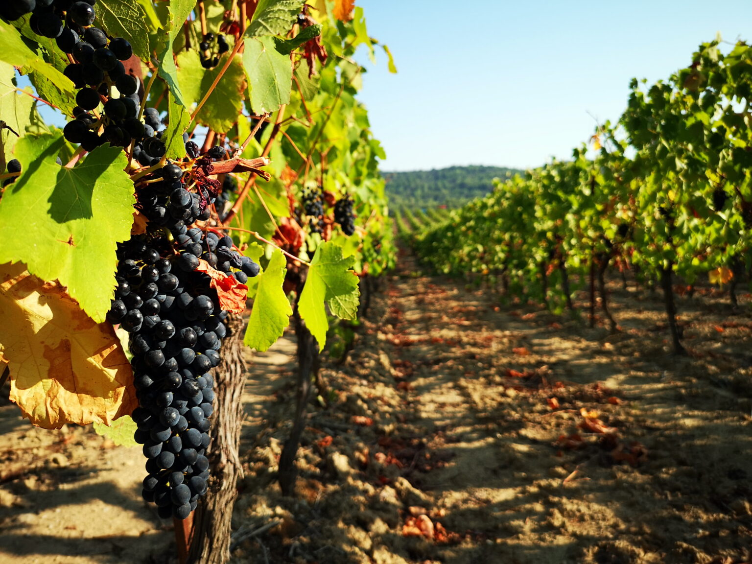 Le Château Pépusque obtient la certification Terra Vitis ! - Château ...